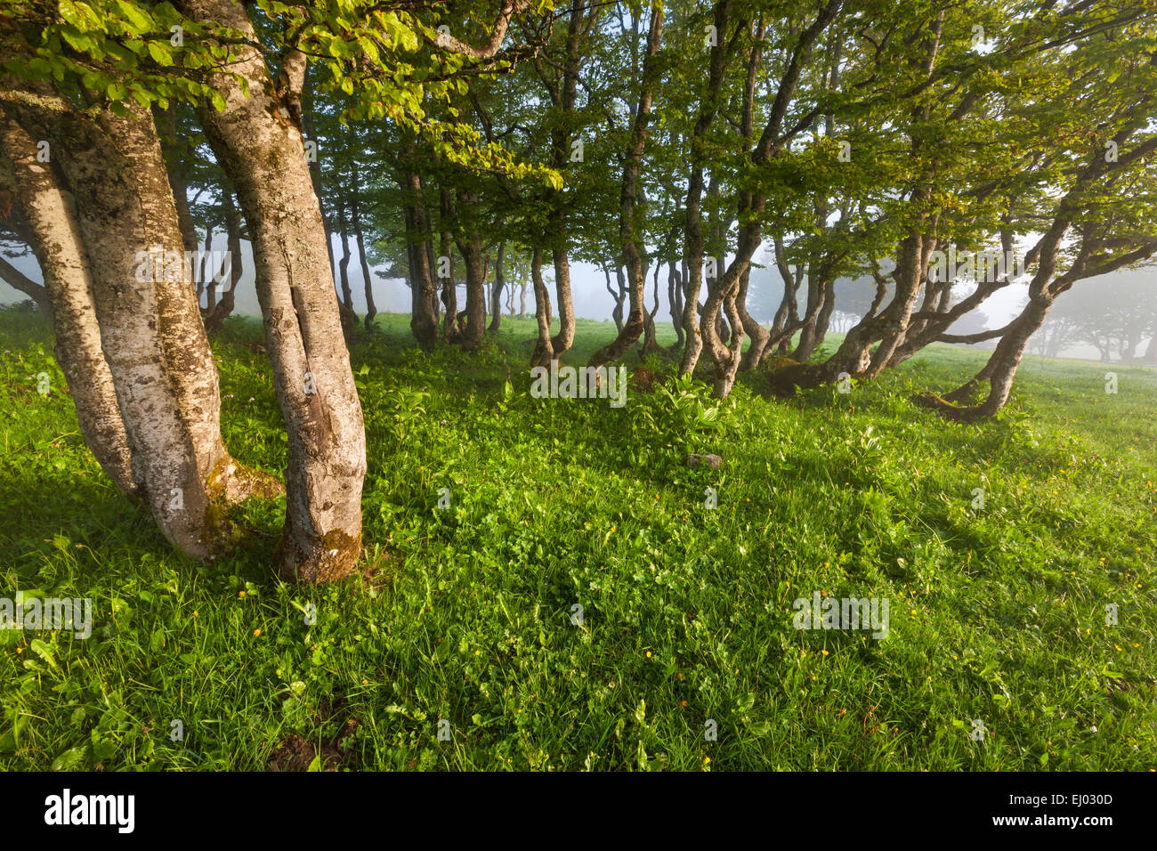 Le Soliat Banque d'image et photos - Alamy