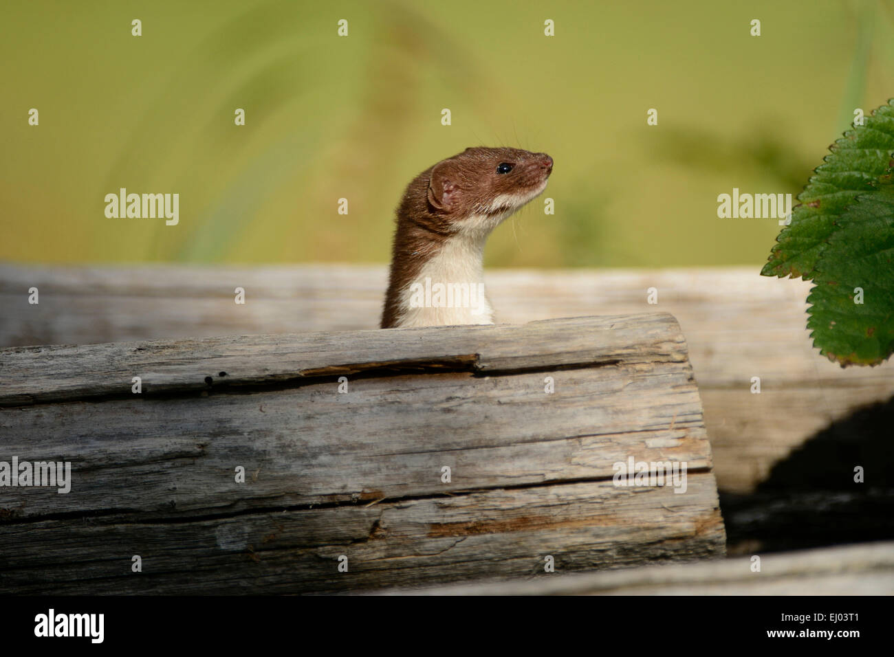 Belette animal Banque de photographies et d’images à haute résolution ...