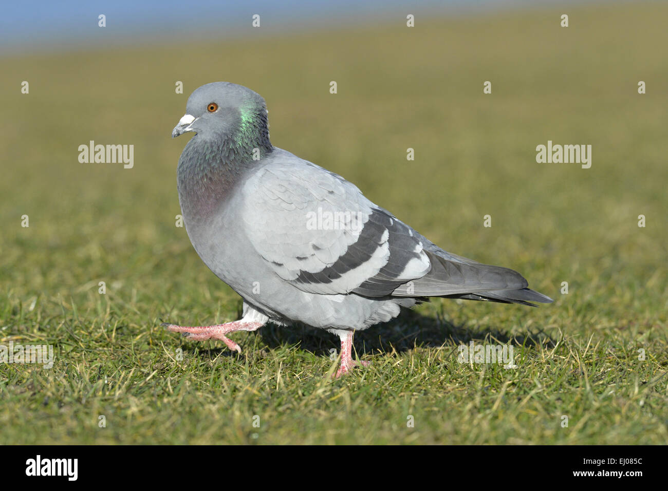 Columba livia pigeon biset Banque de photographies et d’images à haute ...