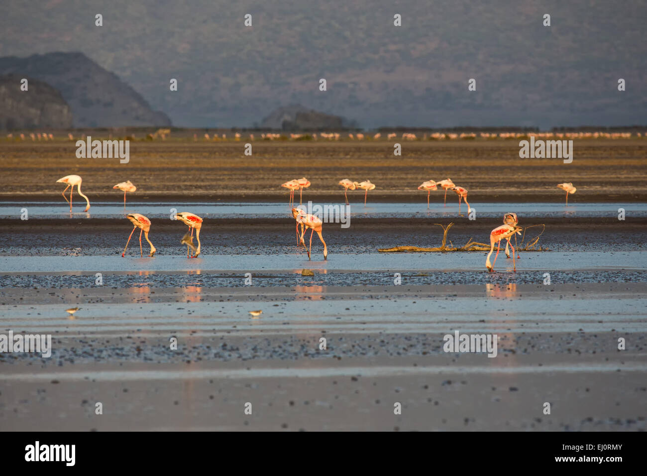 Lac natron Banque de photographies et d’images à haute résolution - Alamy