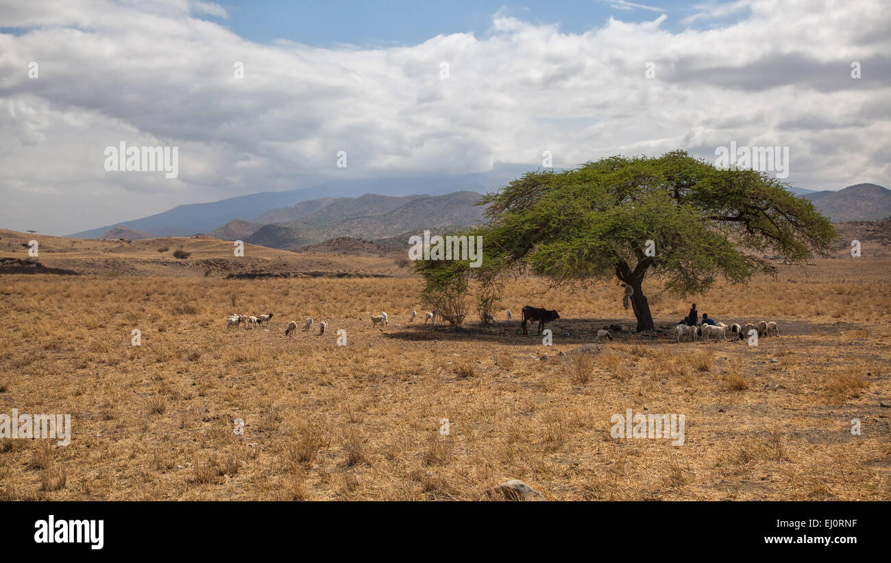 L'Afrique, montagnes, arbres, la moitié désert, animaux domestiques ...