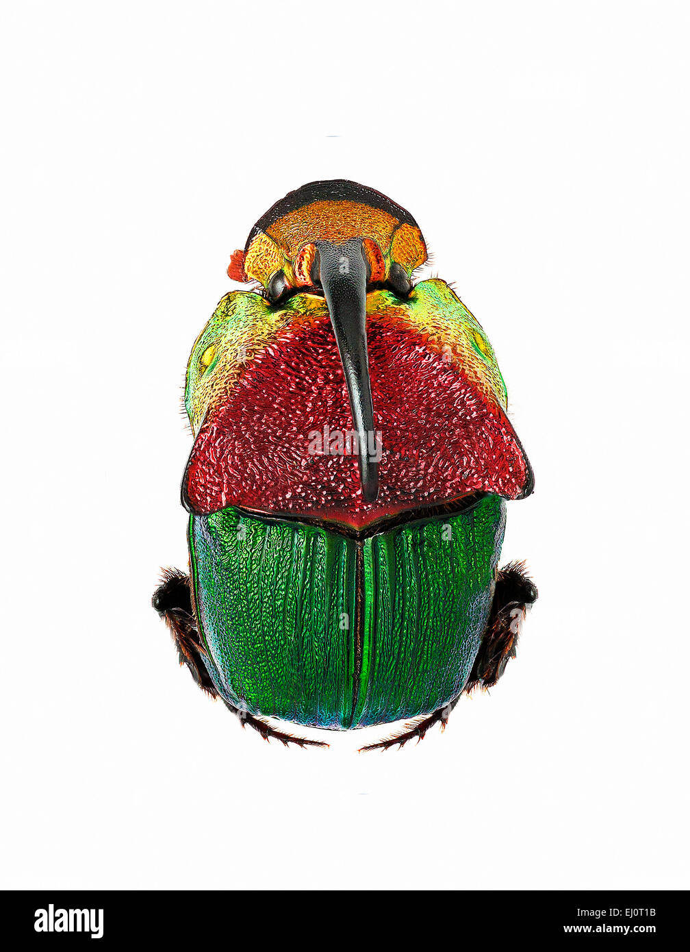 Phanaeus vindex Banque de photographies et d’images à haute résolution ...