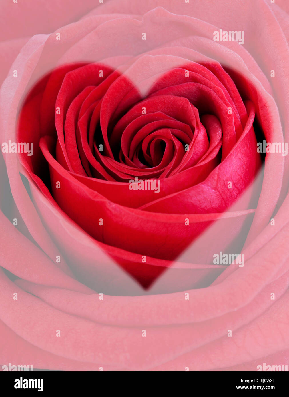 Coeur D'amour Rouge Banque d'image et photos - Alamy