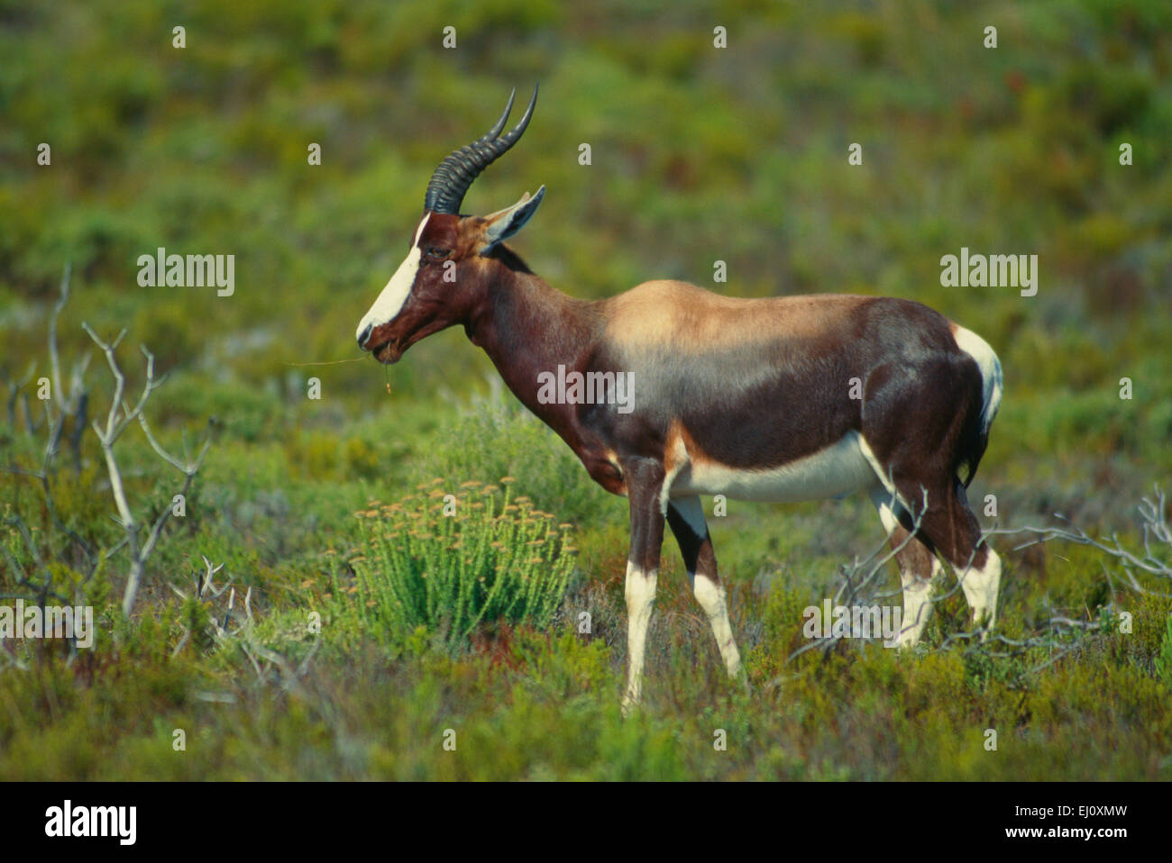 Damaliscus dorcas dorcas Banque de photographies et d’images à haute ...