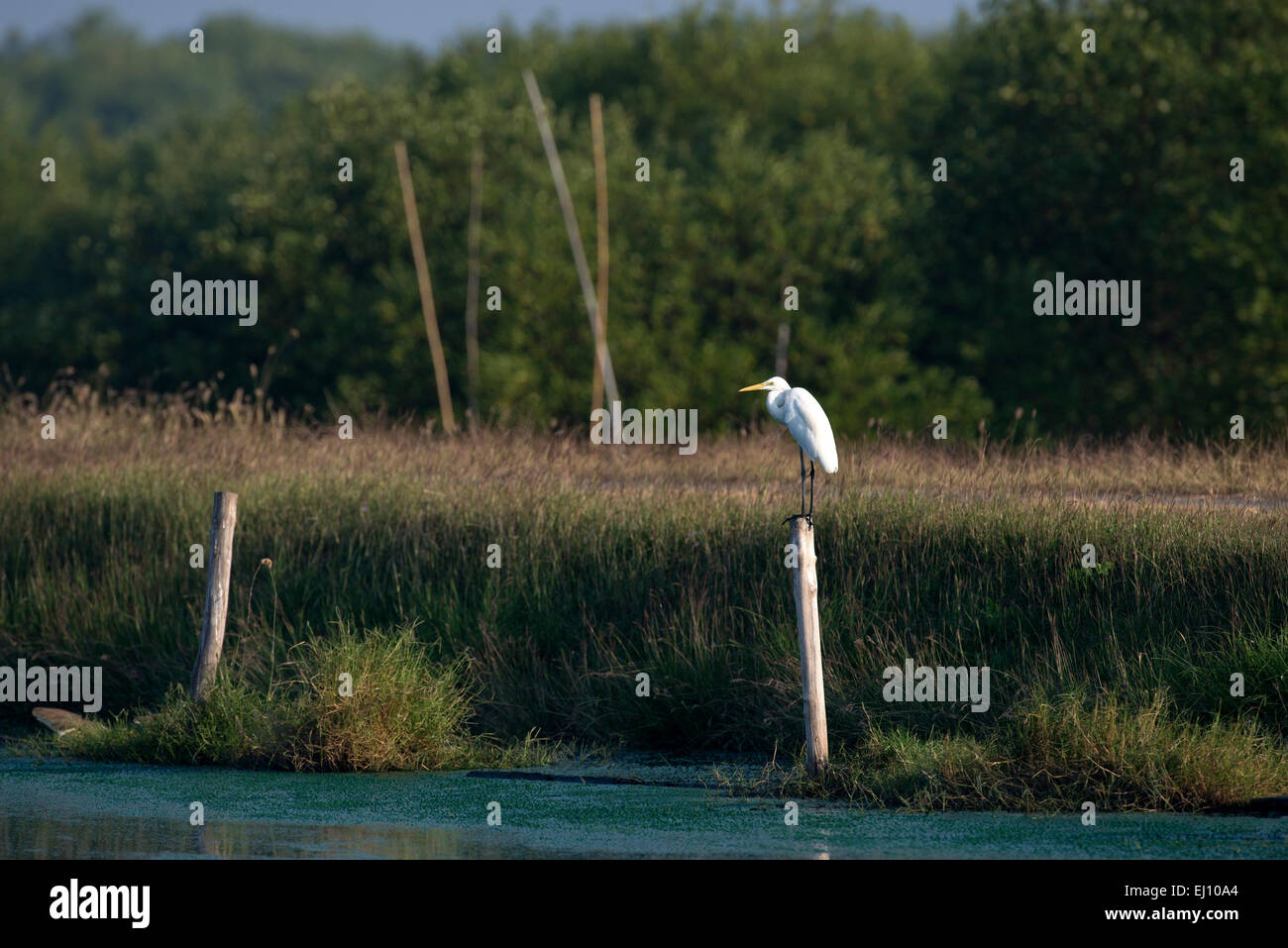 Grand échassier Banque de photographies et d’images à haute résolution ...