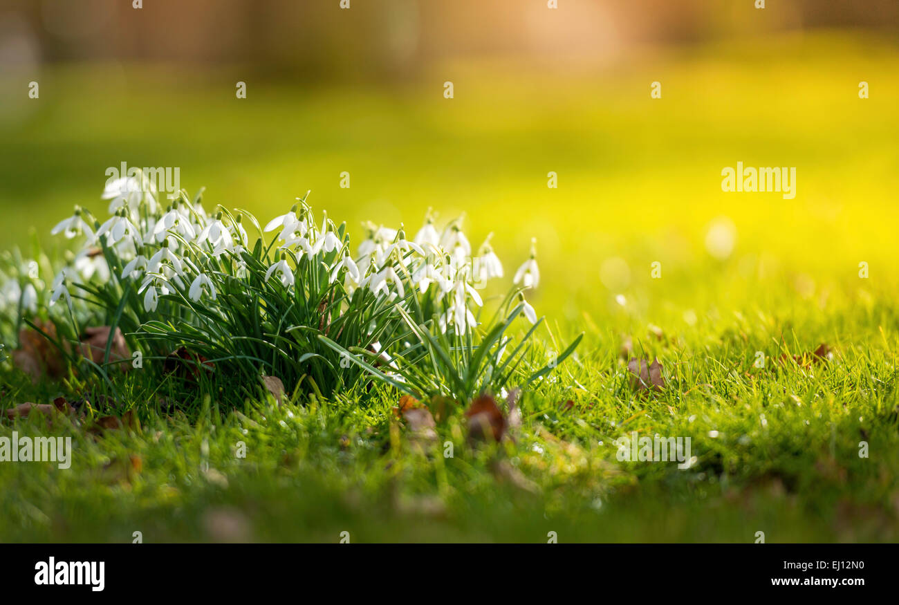 Fleurs au début du printemps Banque de photographies et d’images à ...