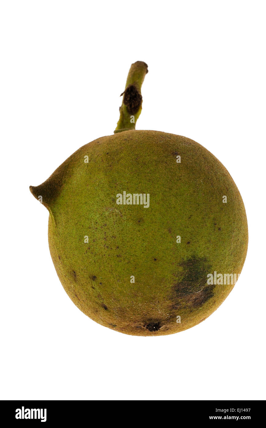 Noyer commun / Persian walnut (Juglans regia) fruit vert contenant des ...