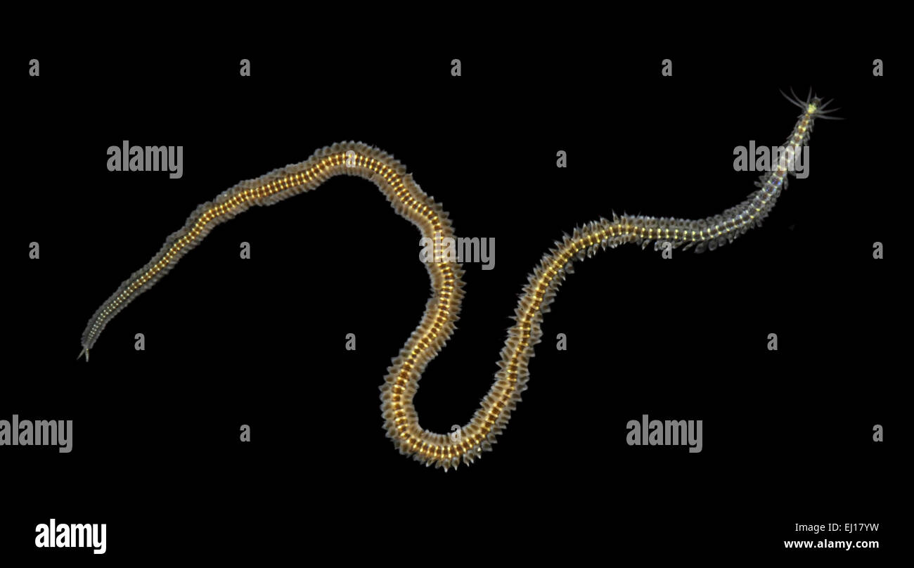 Marine worm Banque de photographies et d’images à haute résolution - Alamy
