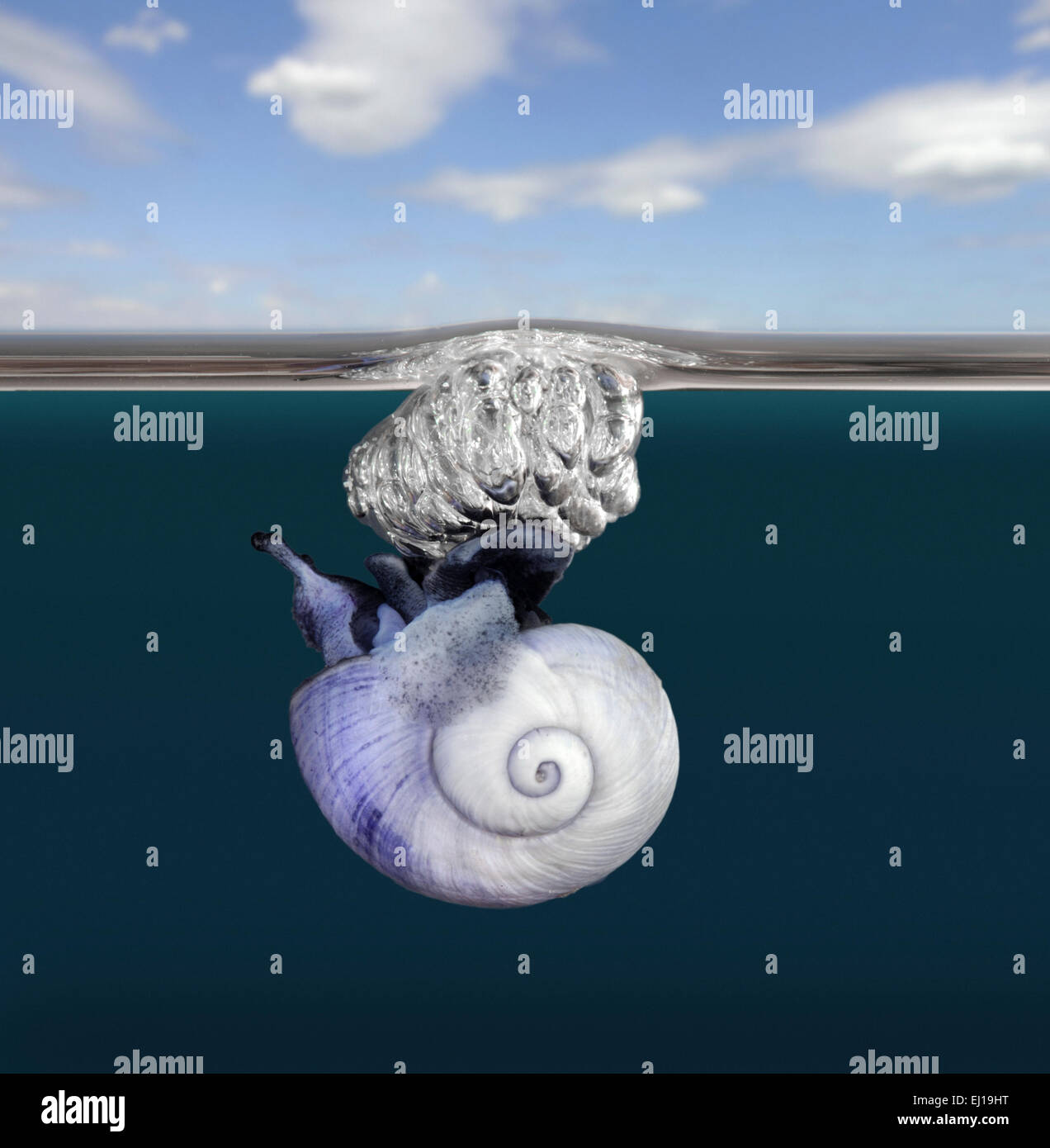 Violet sea snail janthina janthina Banque de photographies et d’images ...