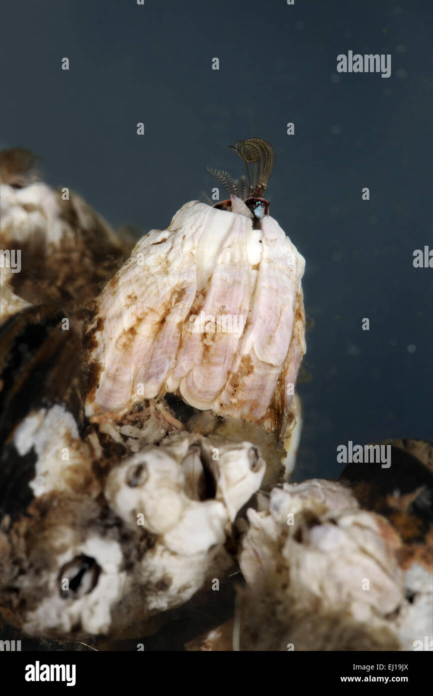 Balanus perforatus Banque de photographies et d’images à haute ...
