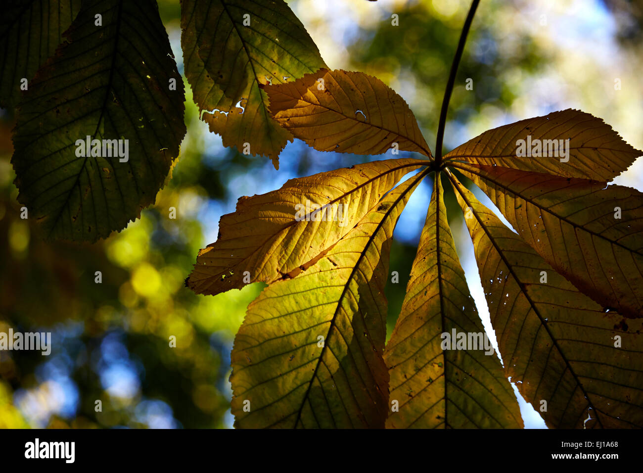 Feuille de marronnier d'automne Banque de photographies et d’images à ...