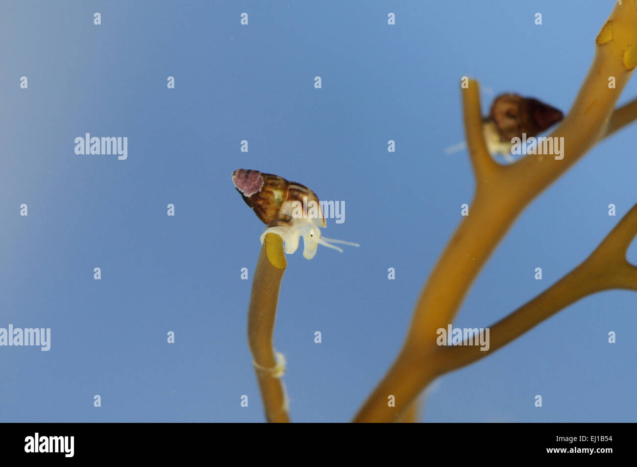 Rissoa parva Banque de photographies et d’images à haute résolution - Alamy