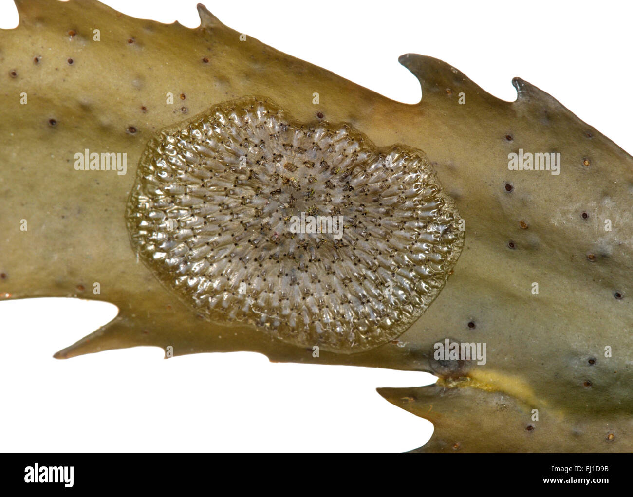 Flustrellidra hispida Banque de photographies et d’images à haute résolution - Alamy