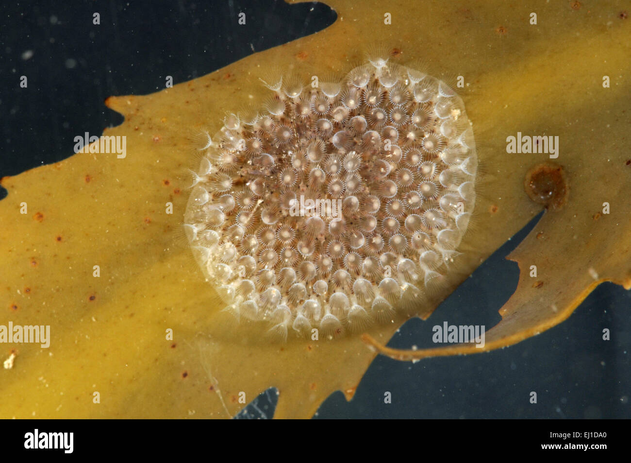 Flustrellidra hispida Banque de photographies et d’images à haute résolution - Alamy