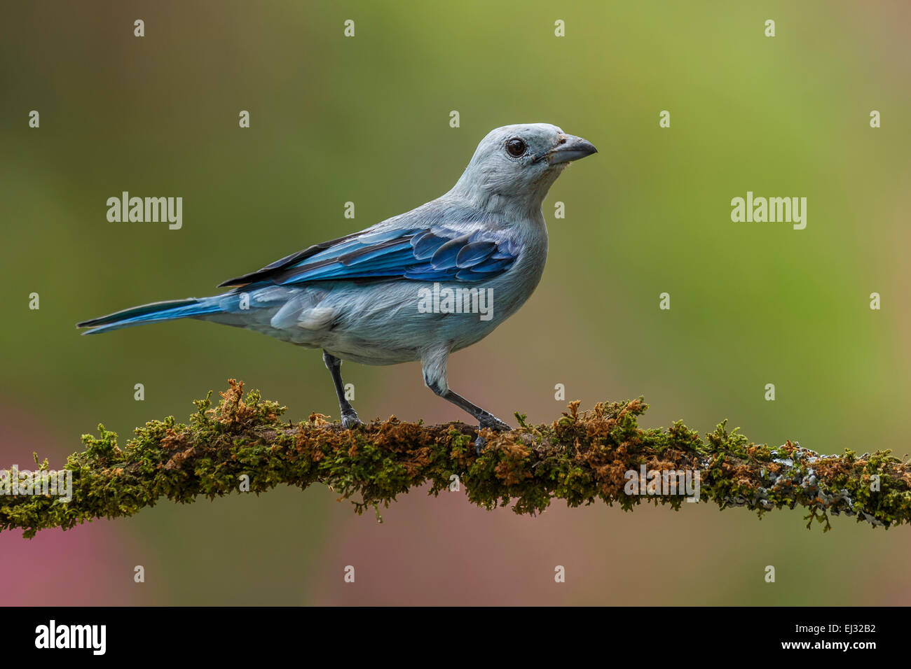 Tangara bleu gris Banque de photographies et d’images à haute ...