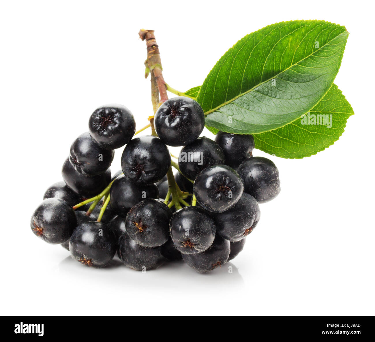 Aronia melanocarpa Banque de photographies et d’images à haute ...