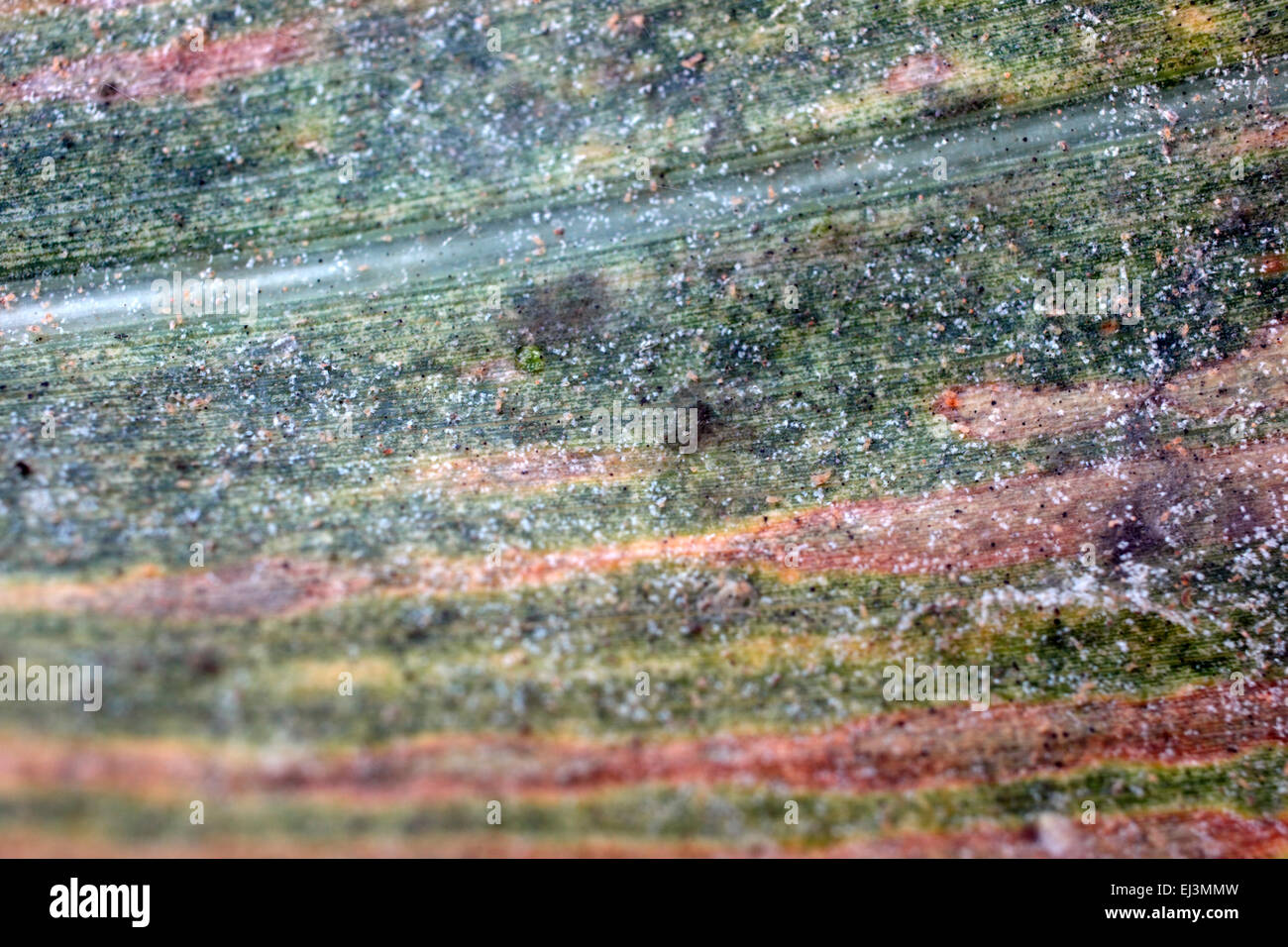 Red Spider Mite Infestation Tetranychus Banque d'image et photos - Alamy