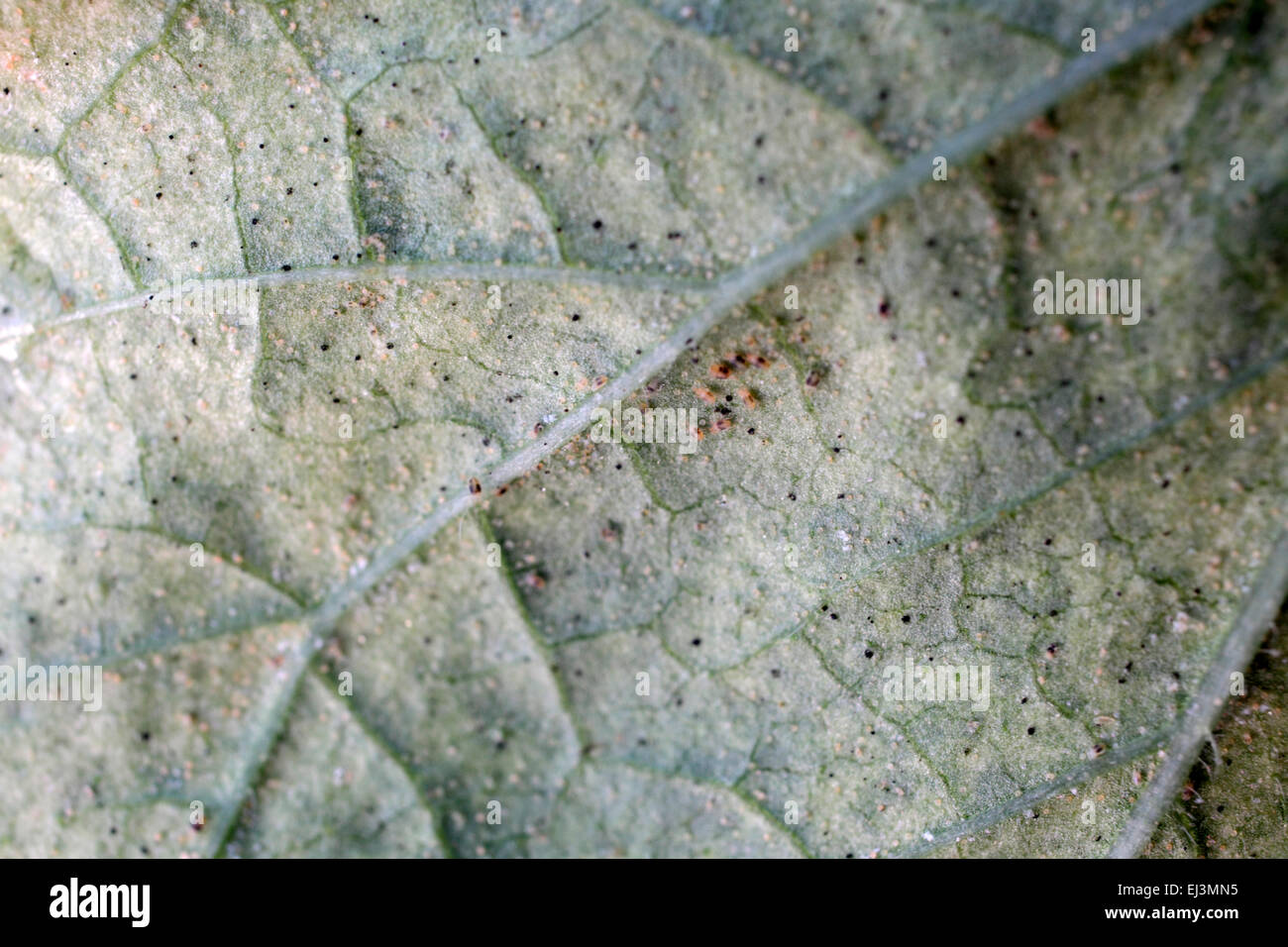 L'araignée rouge, Tetranychus urticae infestation - Symptômes de la ...