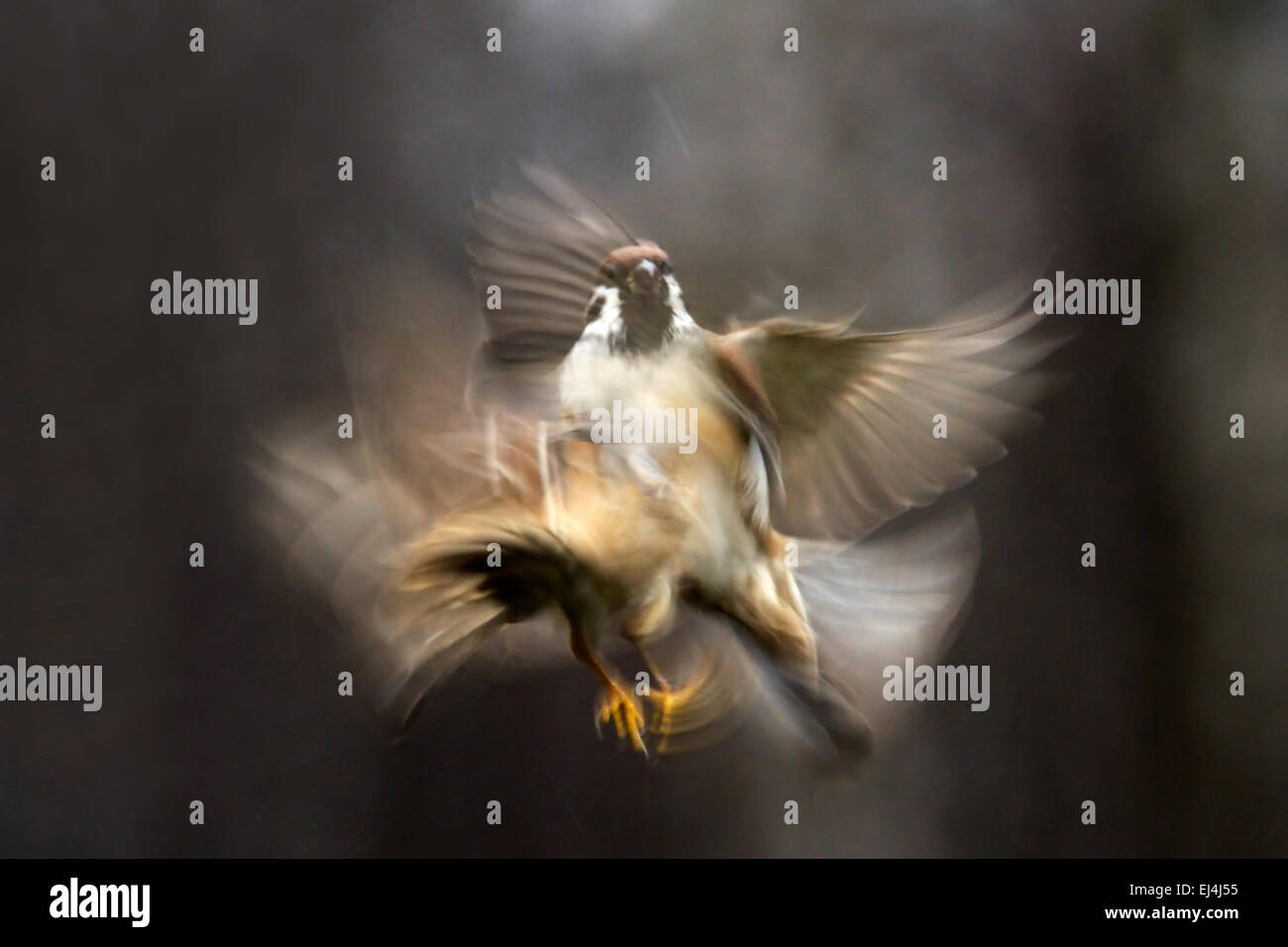 Effet de balayage Banque de photographies et d’images à haute ...