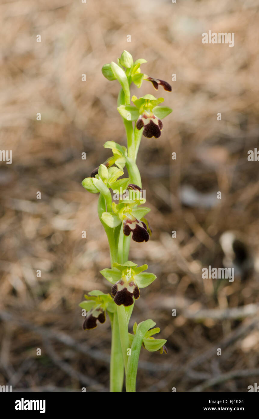 Ophrys omegaifera ssp dyris Banque de photographies et d’images à haute ...