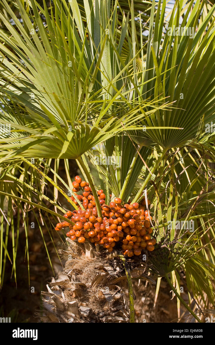 Phoenix canariensis gros plan Banque de photographies et d’images à ...
