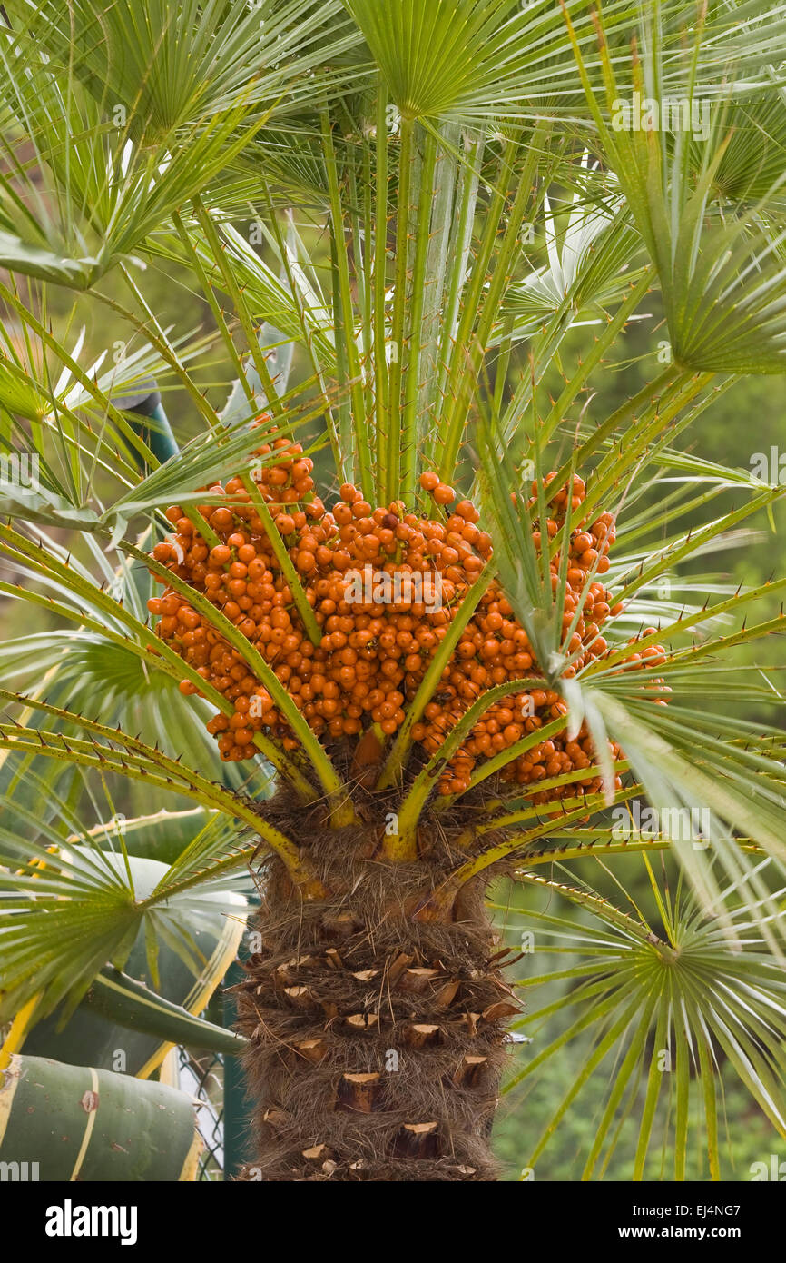 Phoenix canariensis gros plan Banque de photographies et d’images à ...