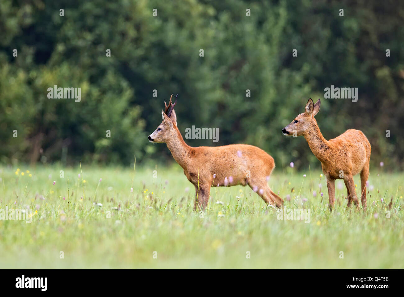 Chevreuil animal Banque de photographies et d’images à haute résolution ...