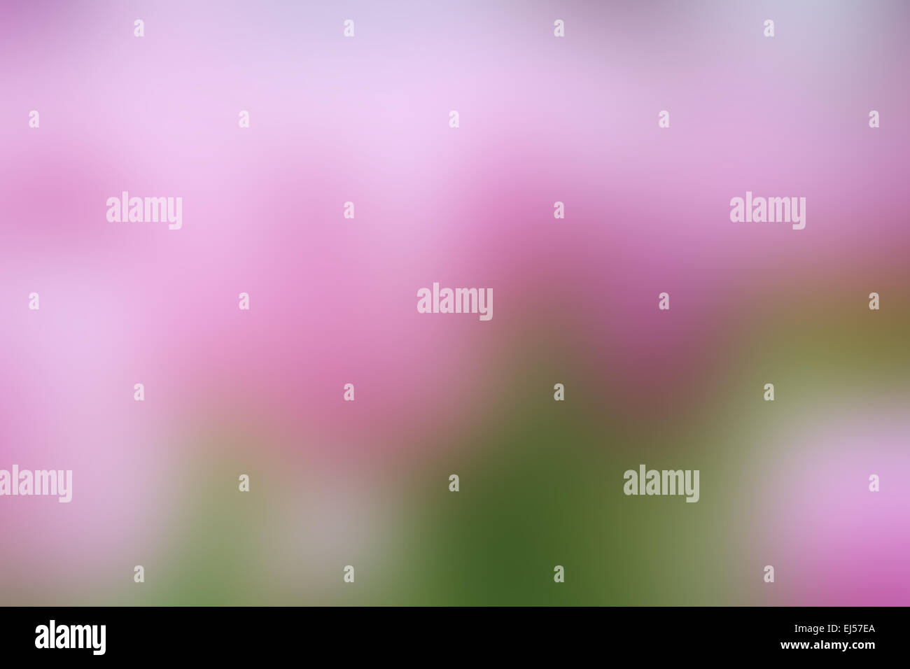 Flou rose Banque de photographies et d’images à haute résolution - Alamy