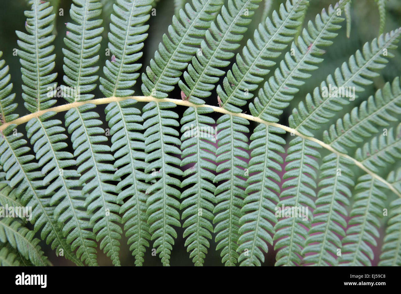 Cyathea mexicana Banque de photographies et d’images à haute résolution ...