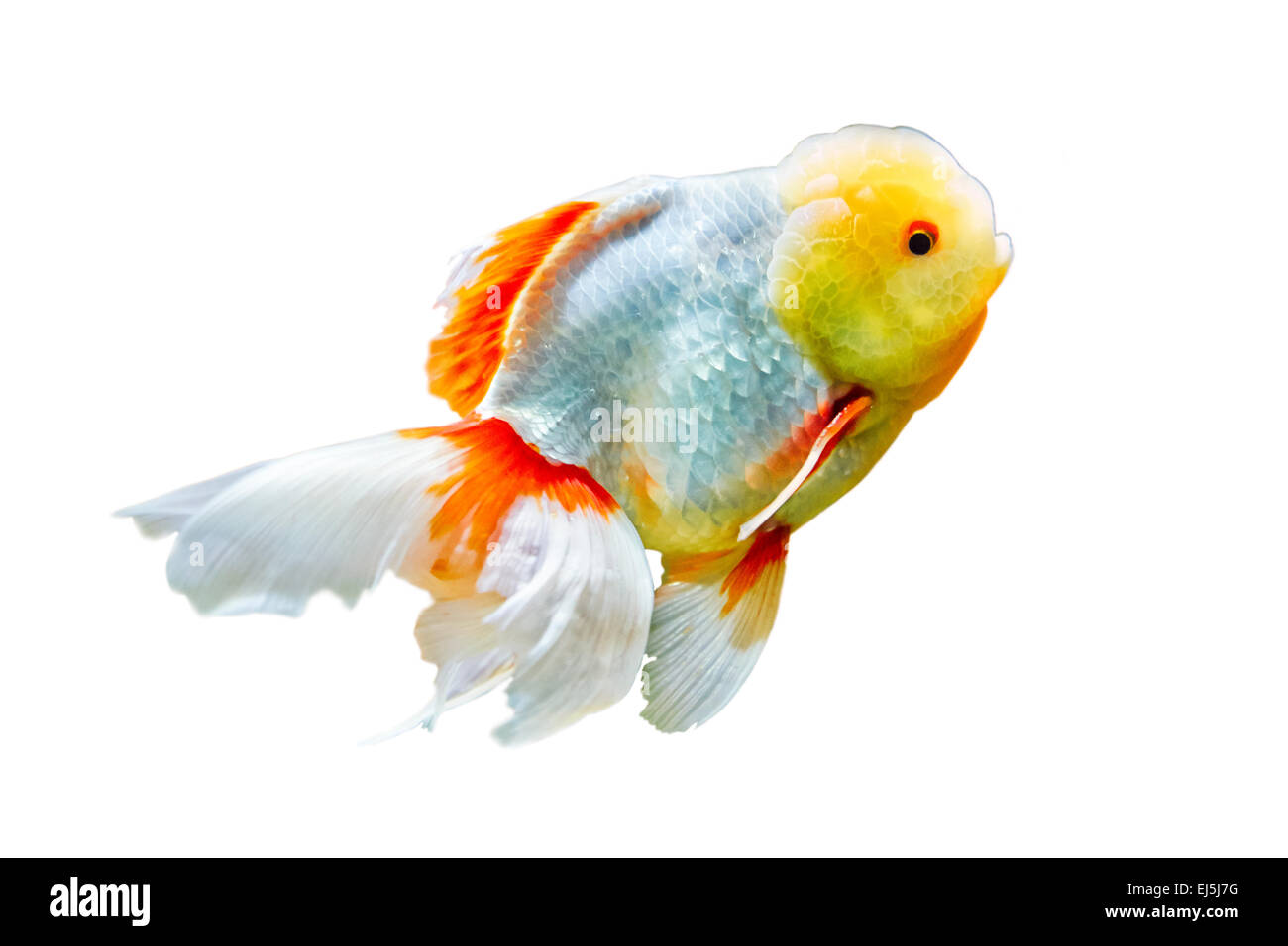 Poisson dorado Banque de photographies et d’images à haute résolution ...