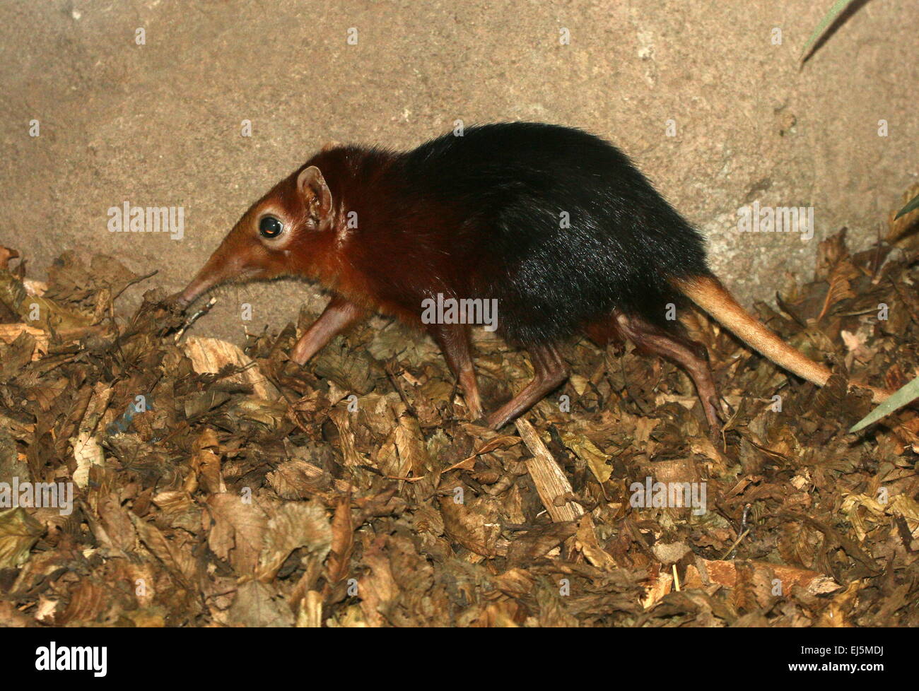 Musaraigne Africaine Banque d'image et photos - Alamy