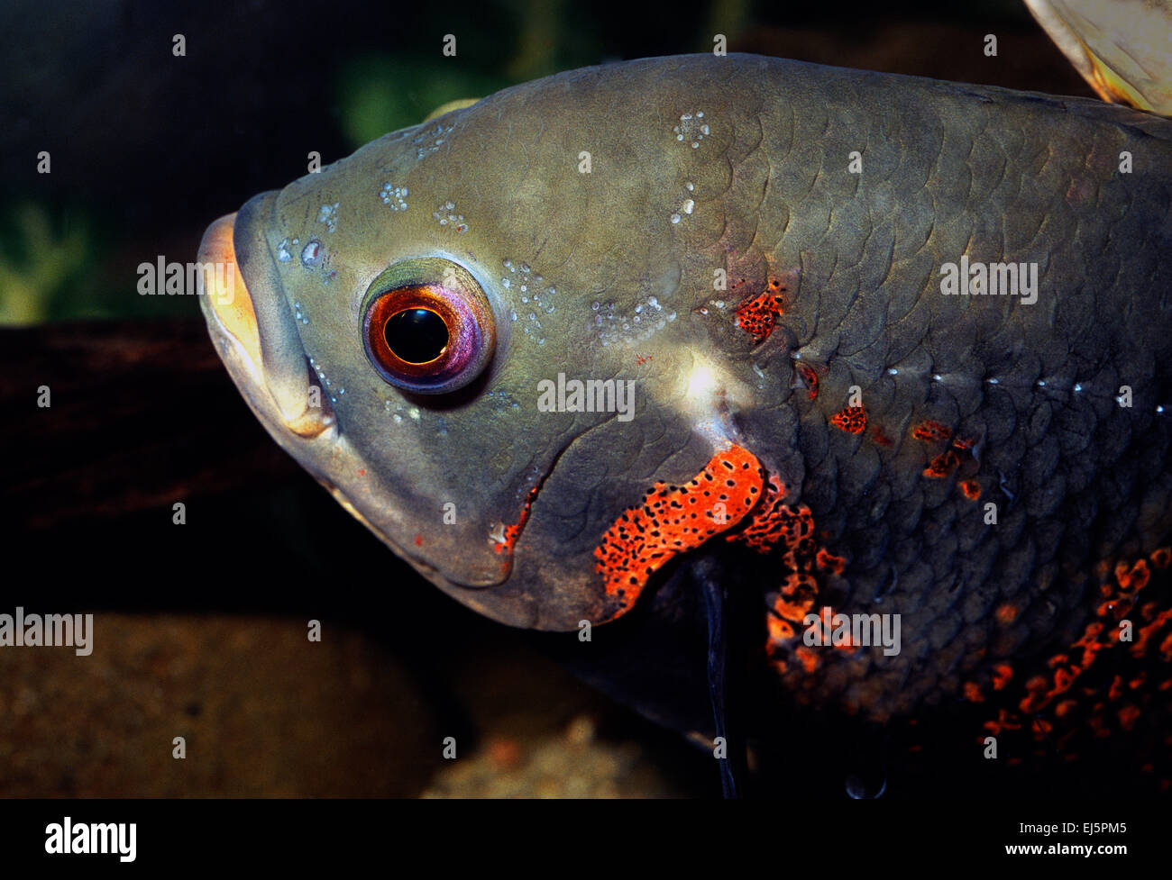 Poissons oscar Banque de photographies et d’images à haute résolution ...