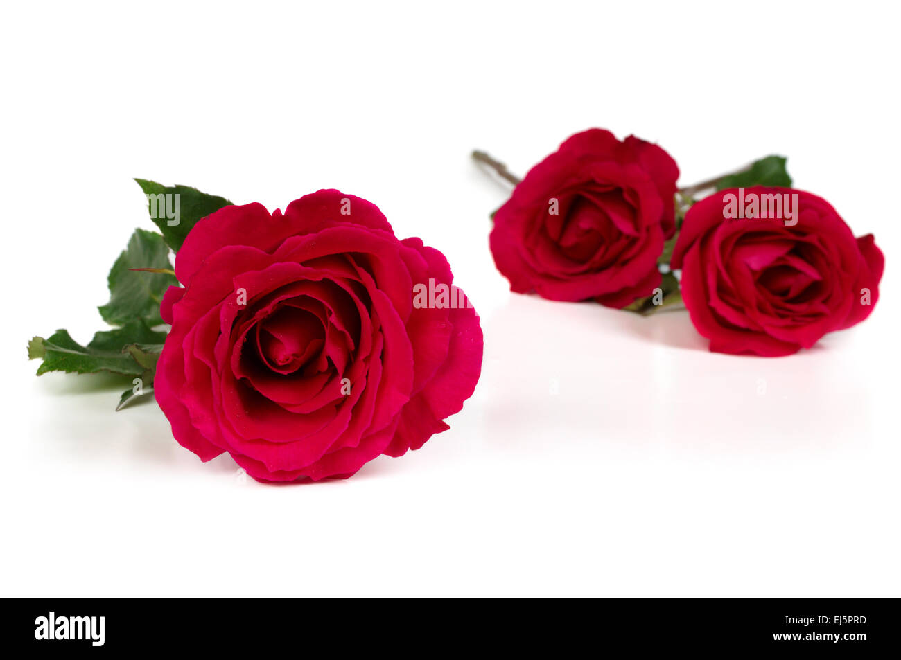 Trois roses Banque de photographies et d’images à haute résolution - Alamy