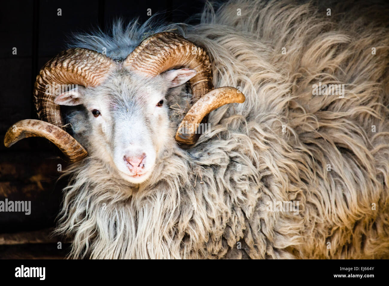 Moutons grandes cornes Banque de photographies et d’images à haute ...