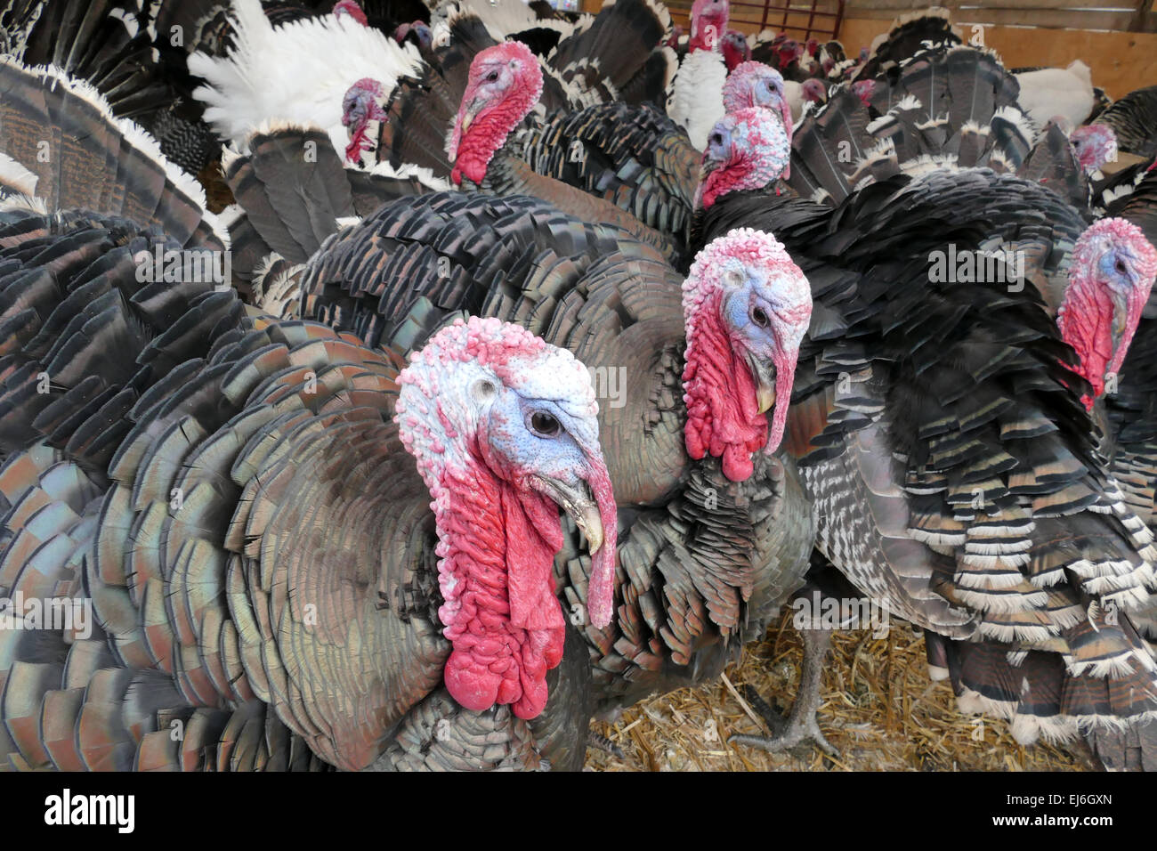 Groupe de dindes sauvages Banque de photographies et d’images à haute ...