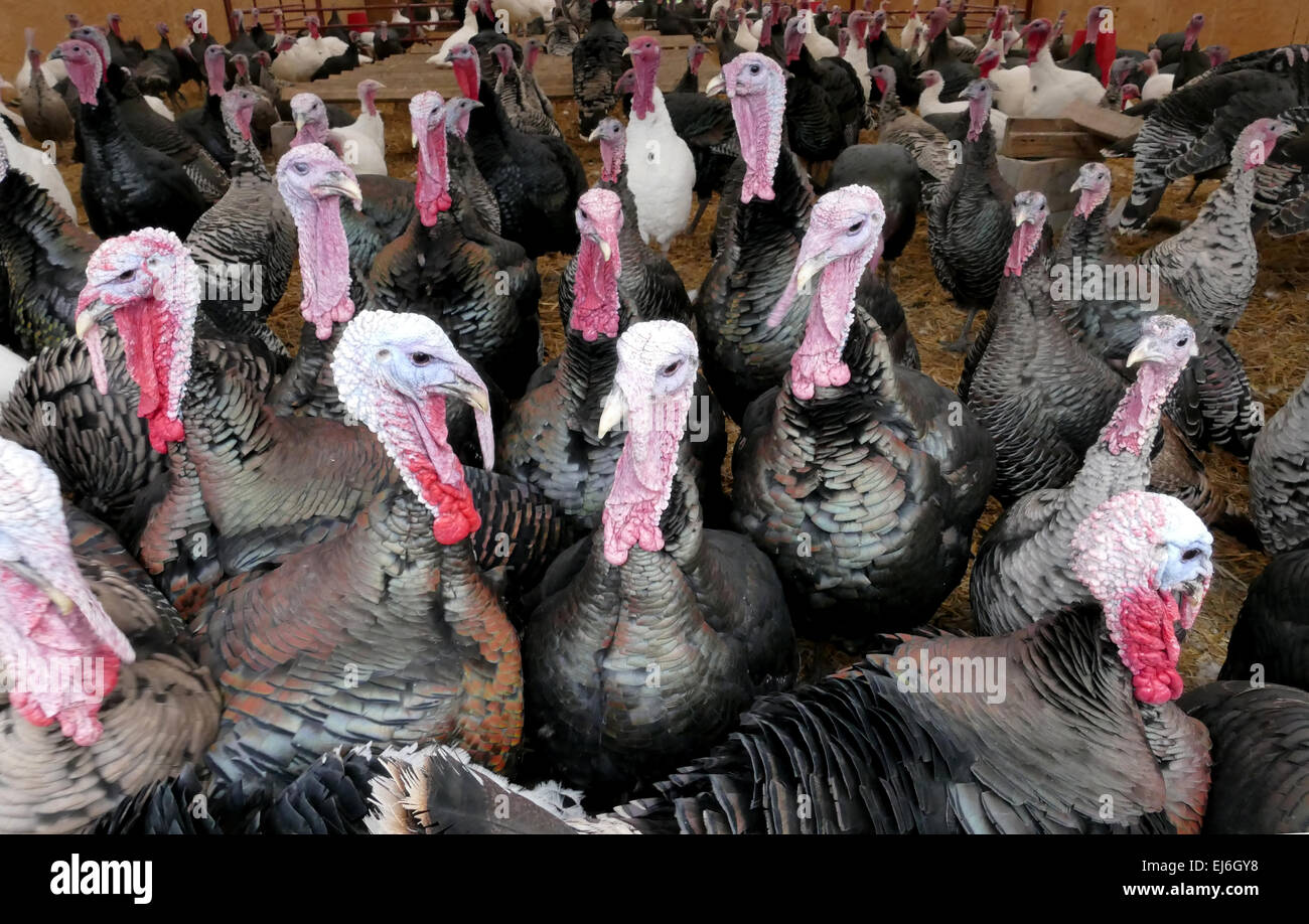 Groupe de dindes sauvages Banque de photographies et d’images à haute ...