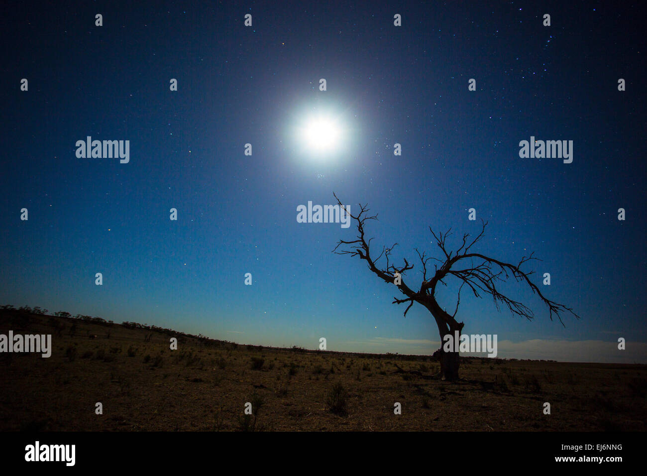 Arbre et lune Banque de photographies et d’images à haute résolution ...