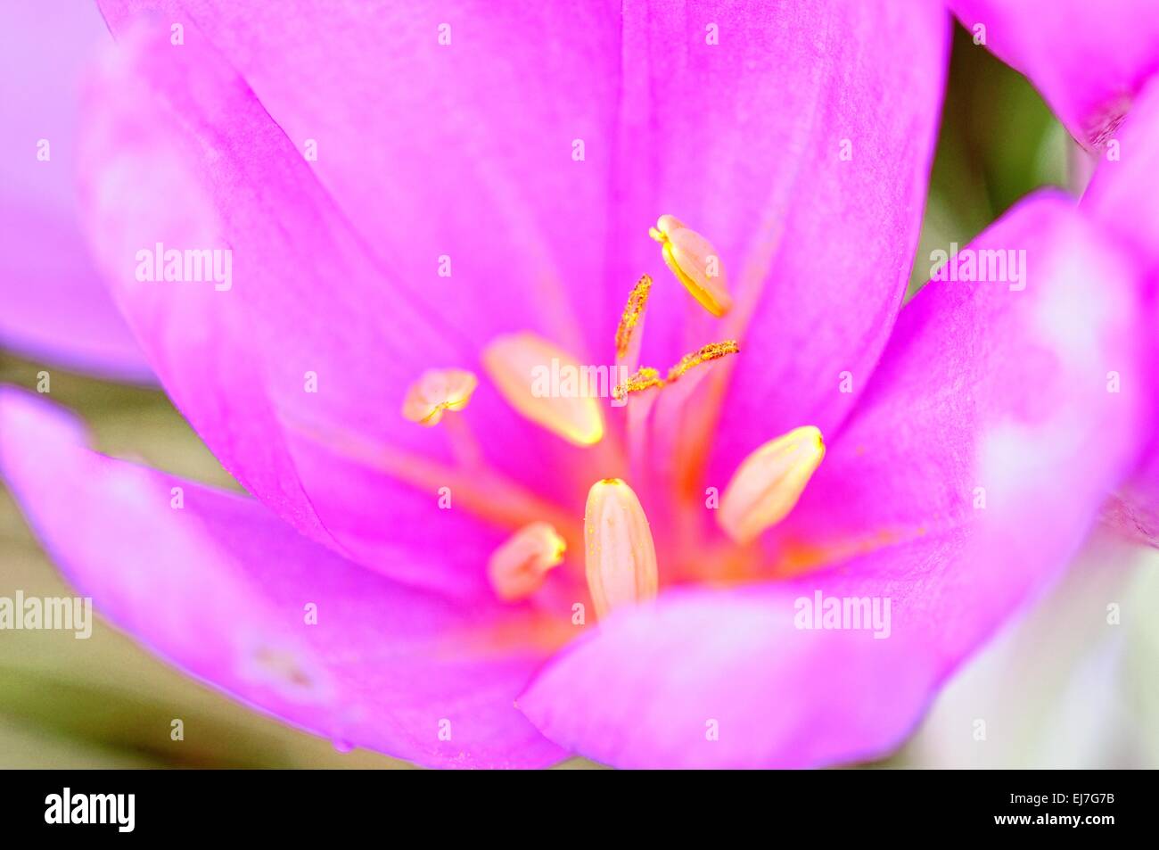 Fleur calice Banque de photographies et d’images à haute résolution - Alamy