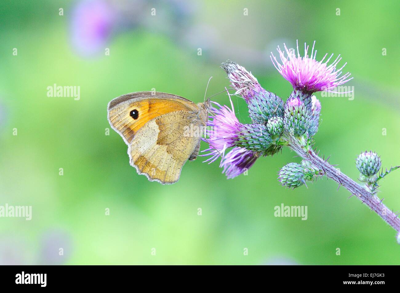 Fleurs marrons Banque de photographies et d’images à haute résolution ...