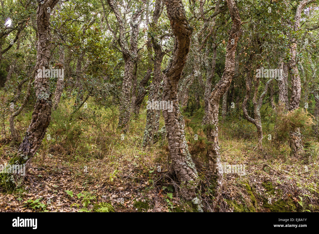 Forêt de chêne liège Catalogne Espagne Photo Stock - Alamy