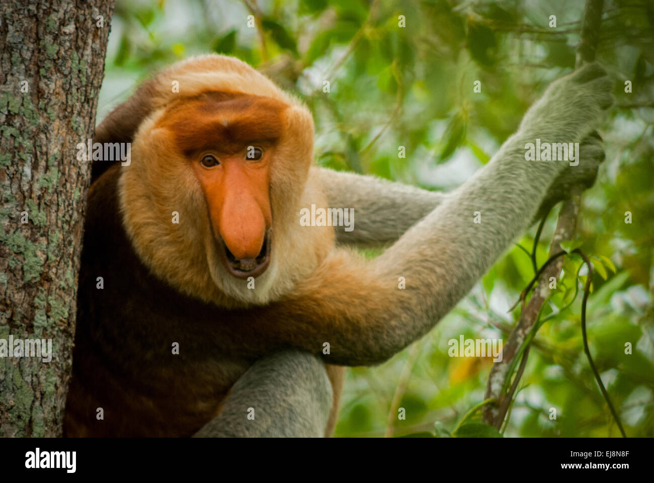 Monkey Angry Banque d'image et photos - Alamy