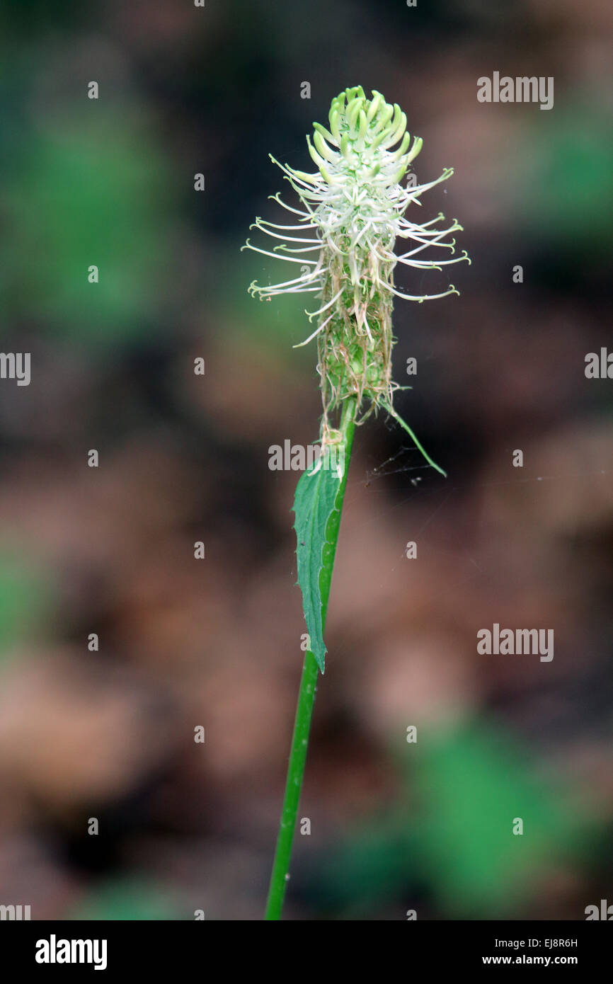 Spiked rampion Banque de photographies et d’images à haute résolution ...