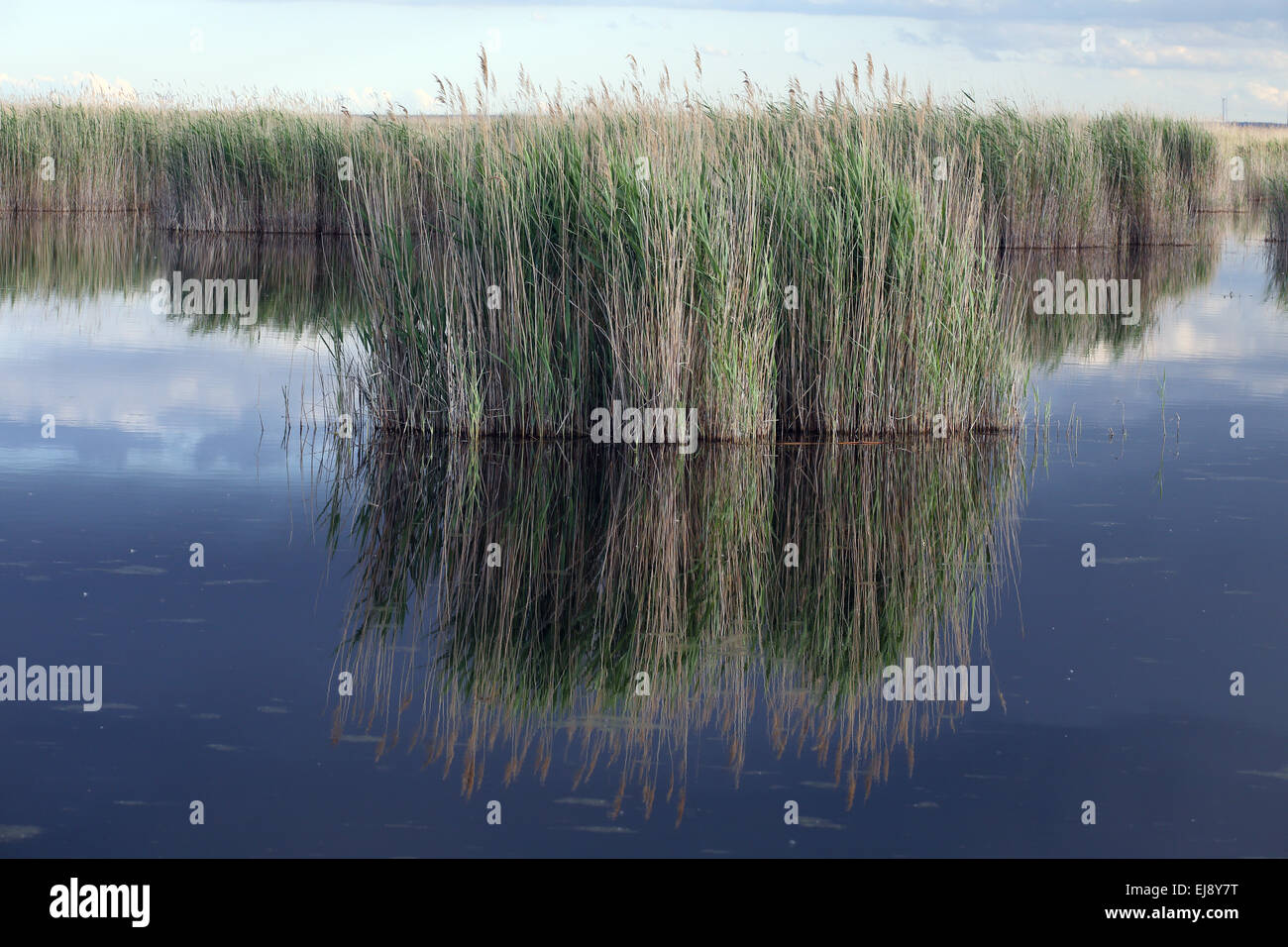 Neusiedler voir le lac neusied Banque de photographies et d’images à ...