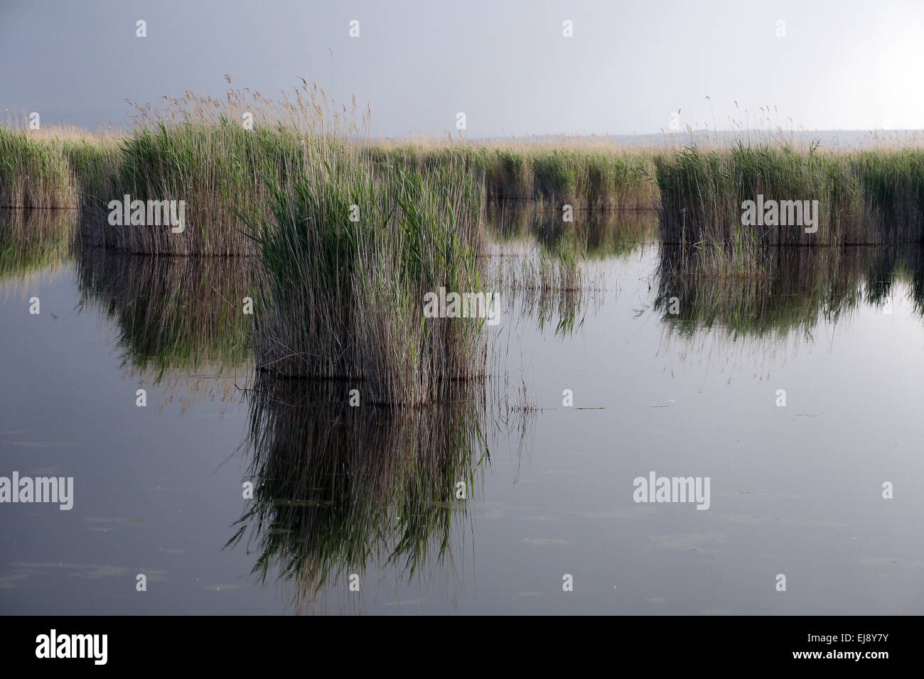 Neusiedler voir le lac neusied Banque de photographies et d’images à ...