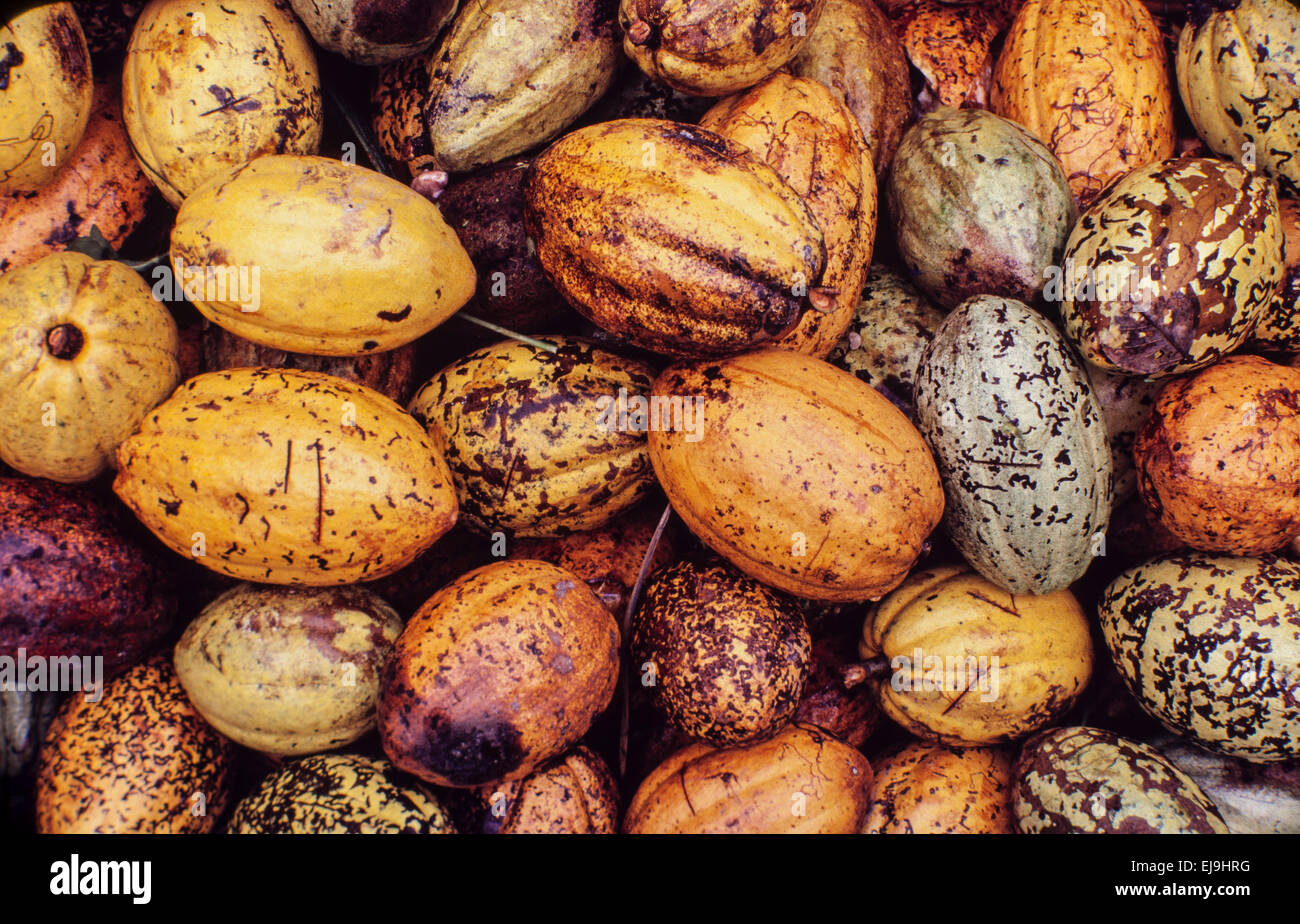 Forastero cacao Banque de photographies et d’images à haute résolution ...