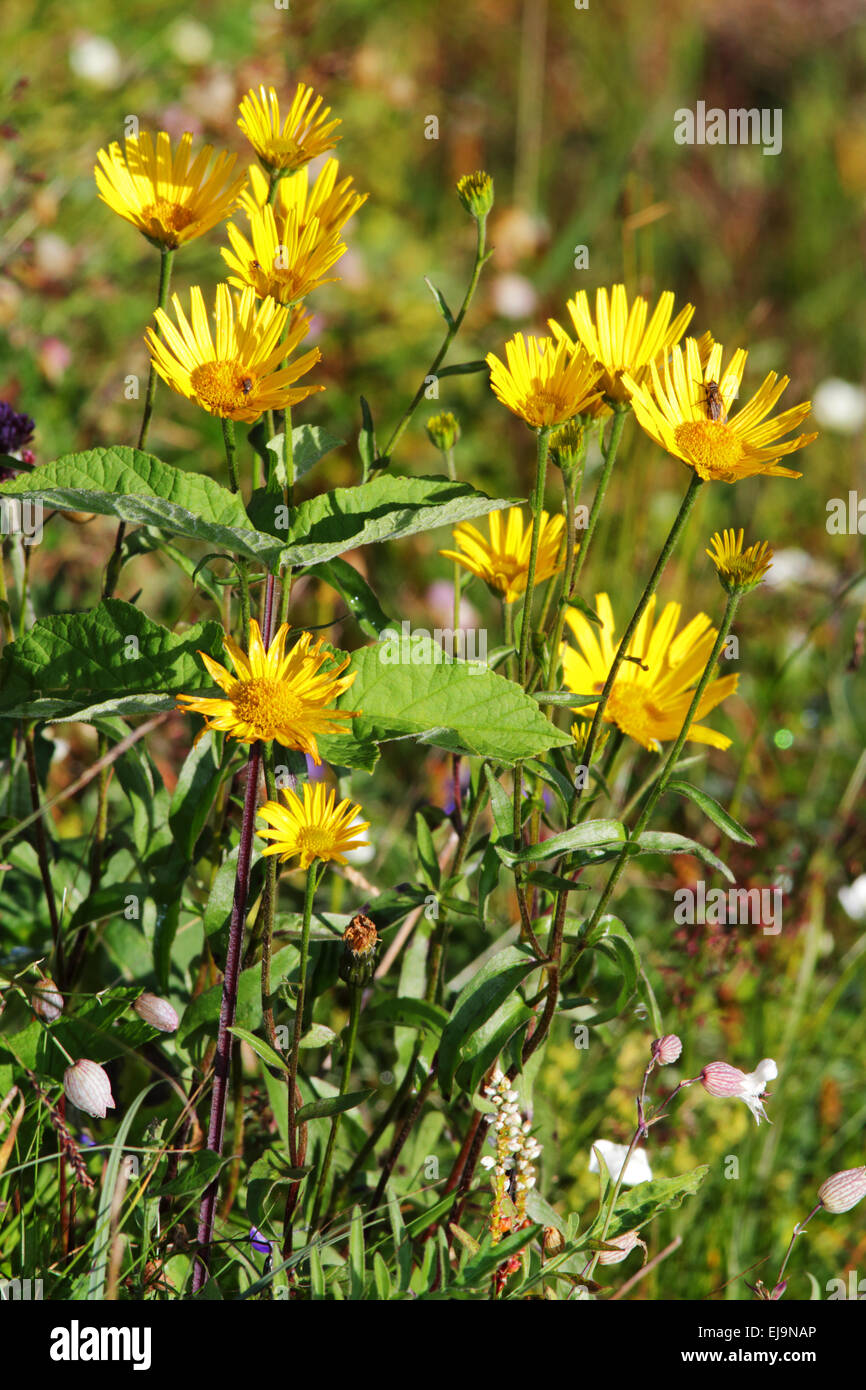 Feuille de saule Banque de photographies et d’images à haute résolution ...