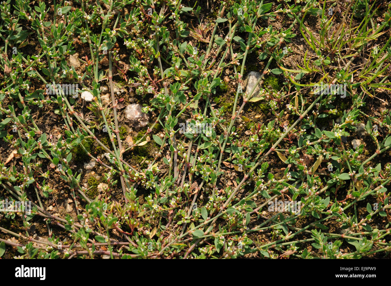 Common knotgrass Banque de photographies et d’images à haute résolution ...