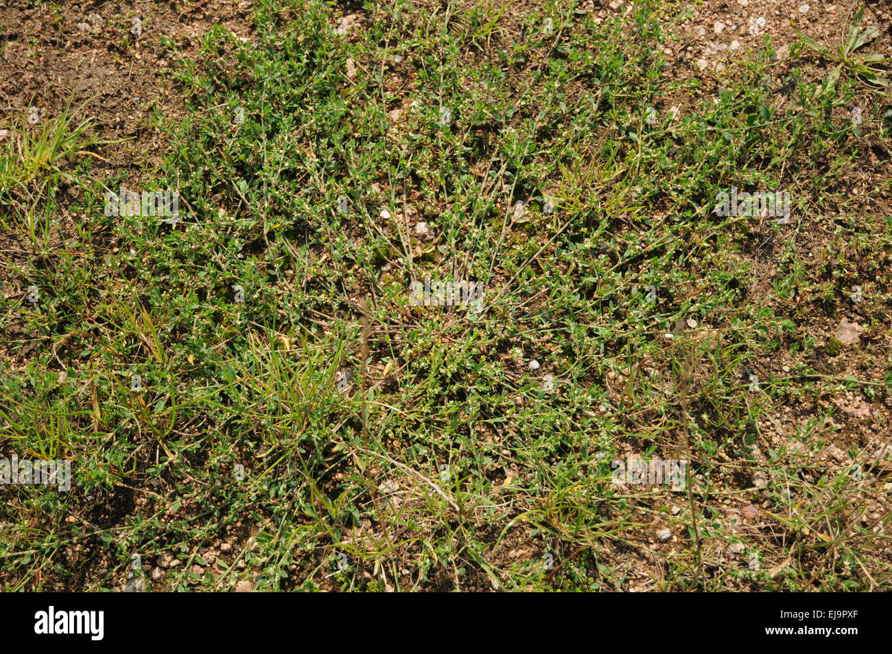 Common knotgrass Banque de photographies et d’images à haute résolution ...