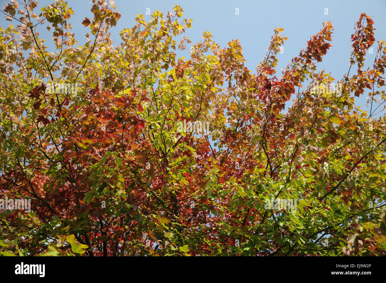 Acer rubrum flower Banque de photographies et d’images à haute ...