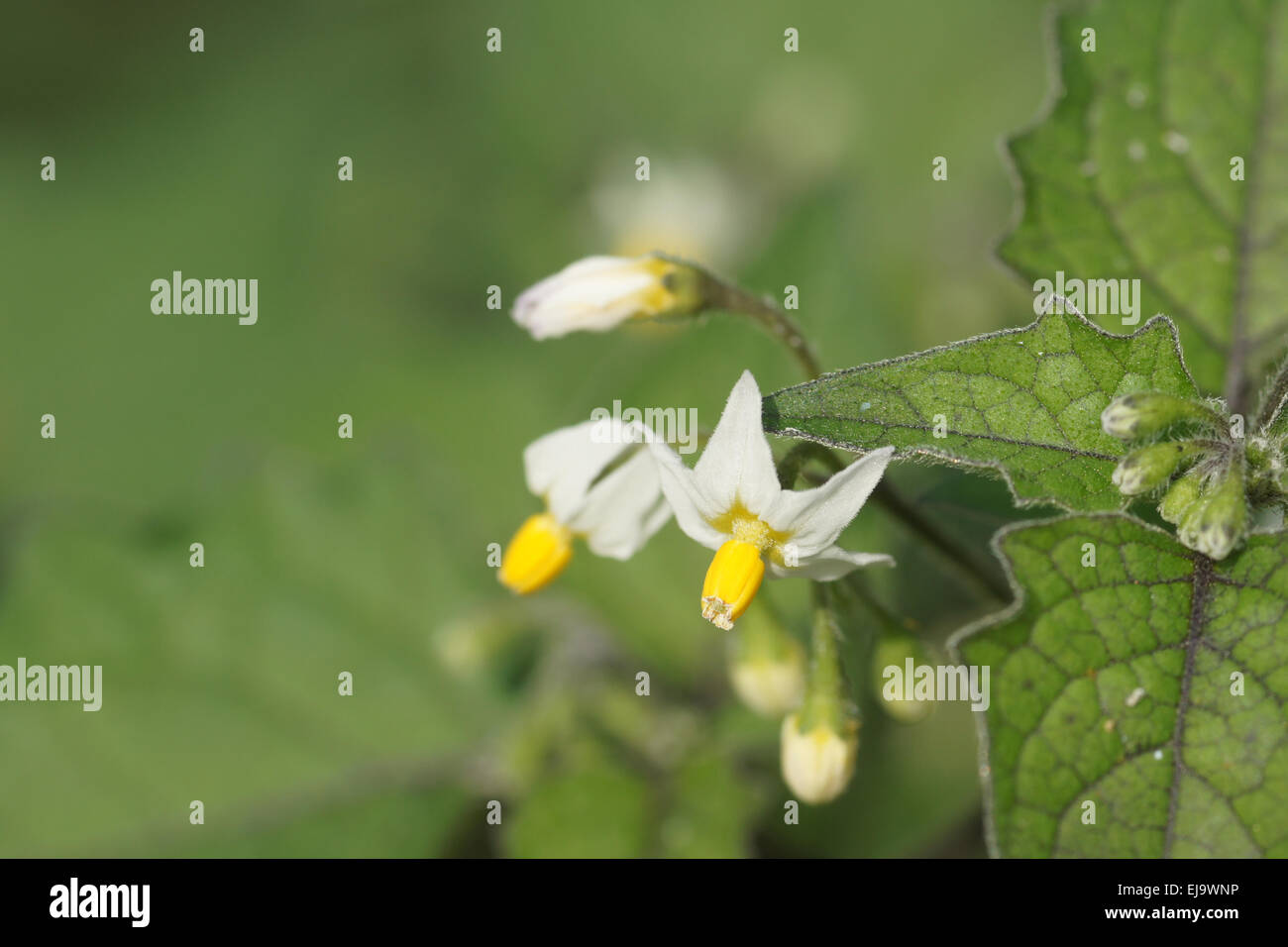 Morelle noire Banque de photographies et d’images à haute résolution ...